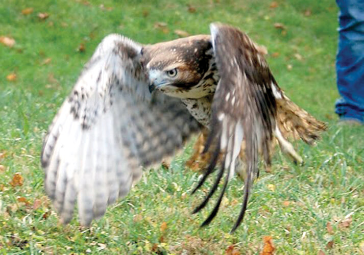 Rescued Hawk Released | News, Sports, Jobs - The Intermountain